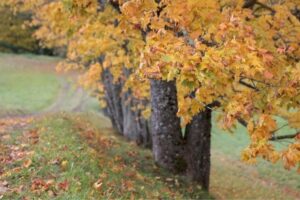 Best Driveway Trees (Trees To Line Your Driveway Guide) - Driveway Expert
