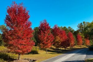 Best Driveway Trees (Trees To Line Your Driveway Guide) - Driveway Expert